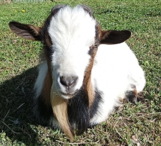 Coppia caprette nane tibetane